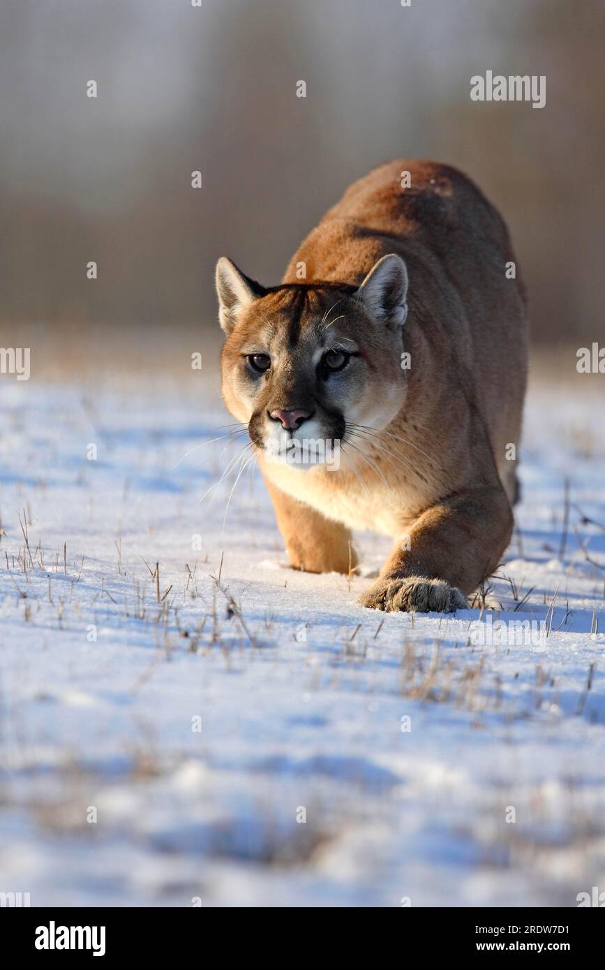 Cougar (Felis concolor), silver lion, creeping, sneaking, lurking Stock ...