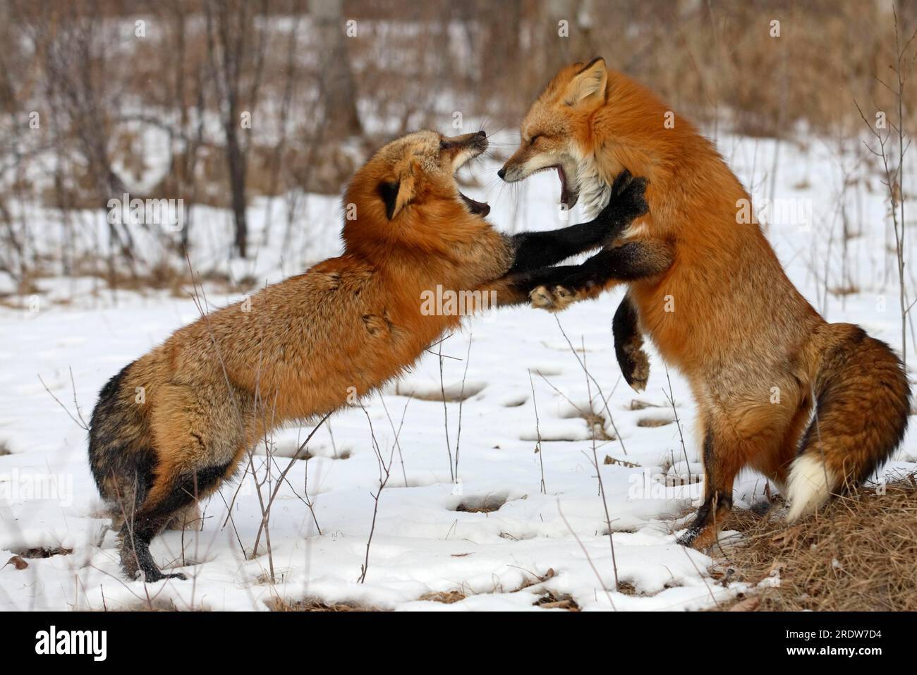 Red fox communication hi-res stock photography and images - Alamy