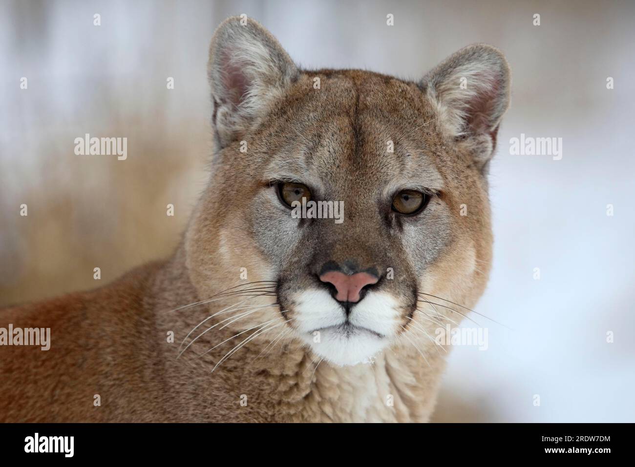 Portrait cougar face predatory cat hi-res stock photography and images ...