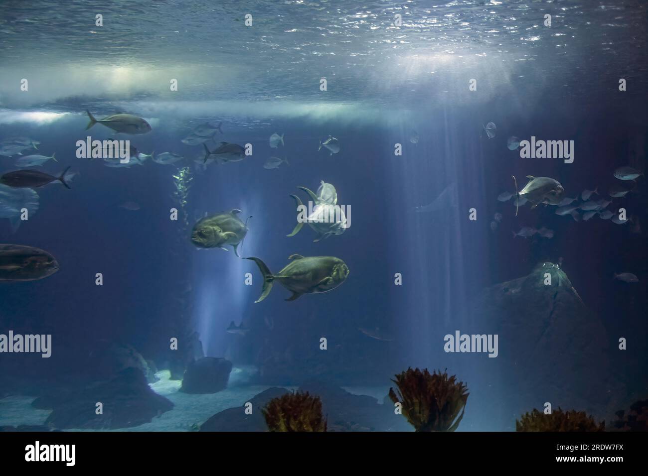 Xareu fish hi-res stock photography and images - Alamy