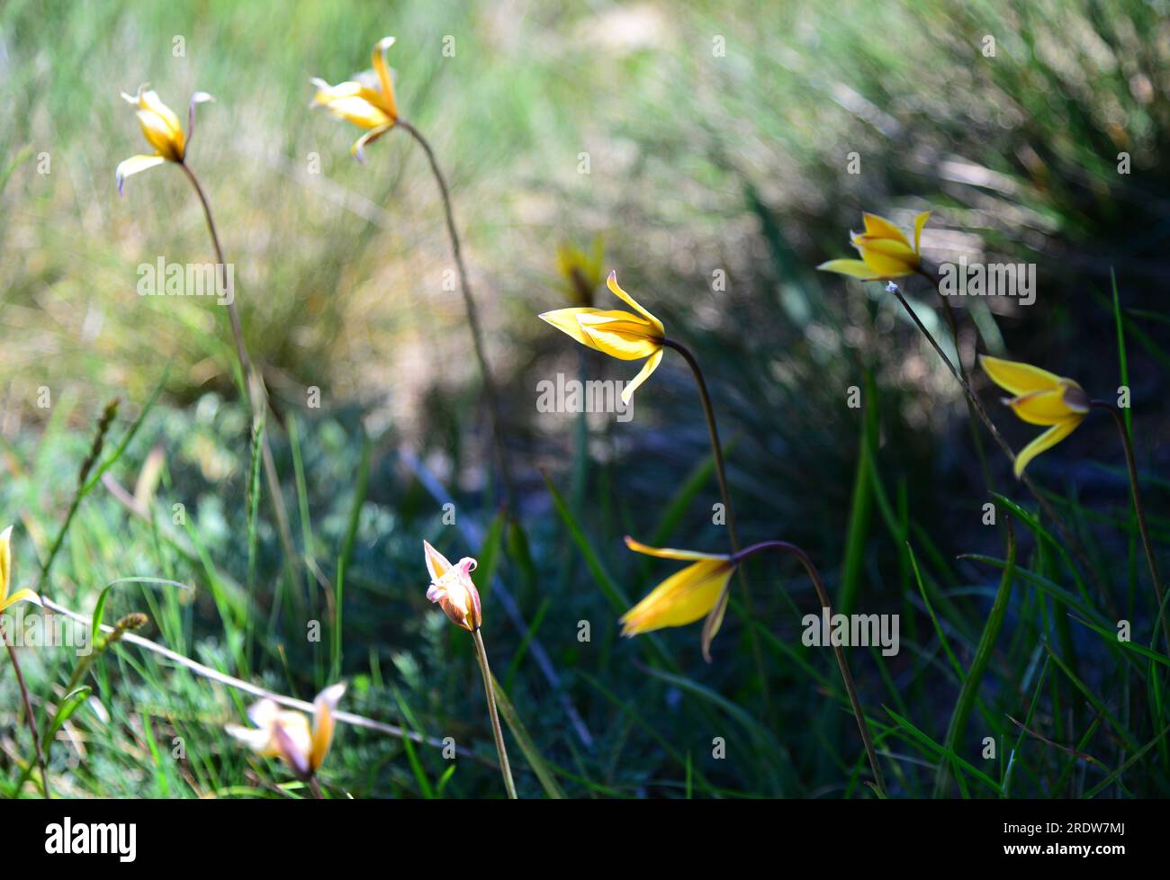 There are endemic plant species in Kaz Mountains in Balikesir, Turkey ...