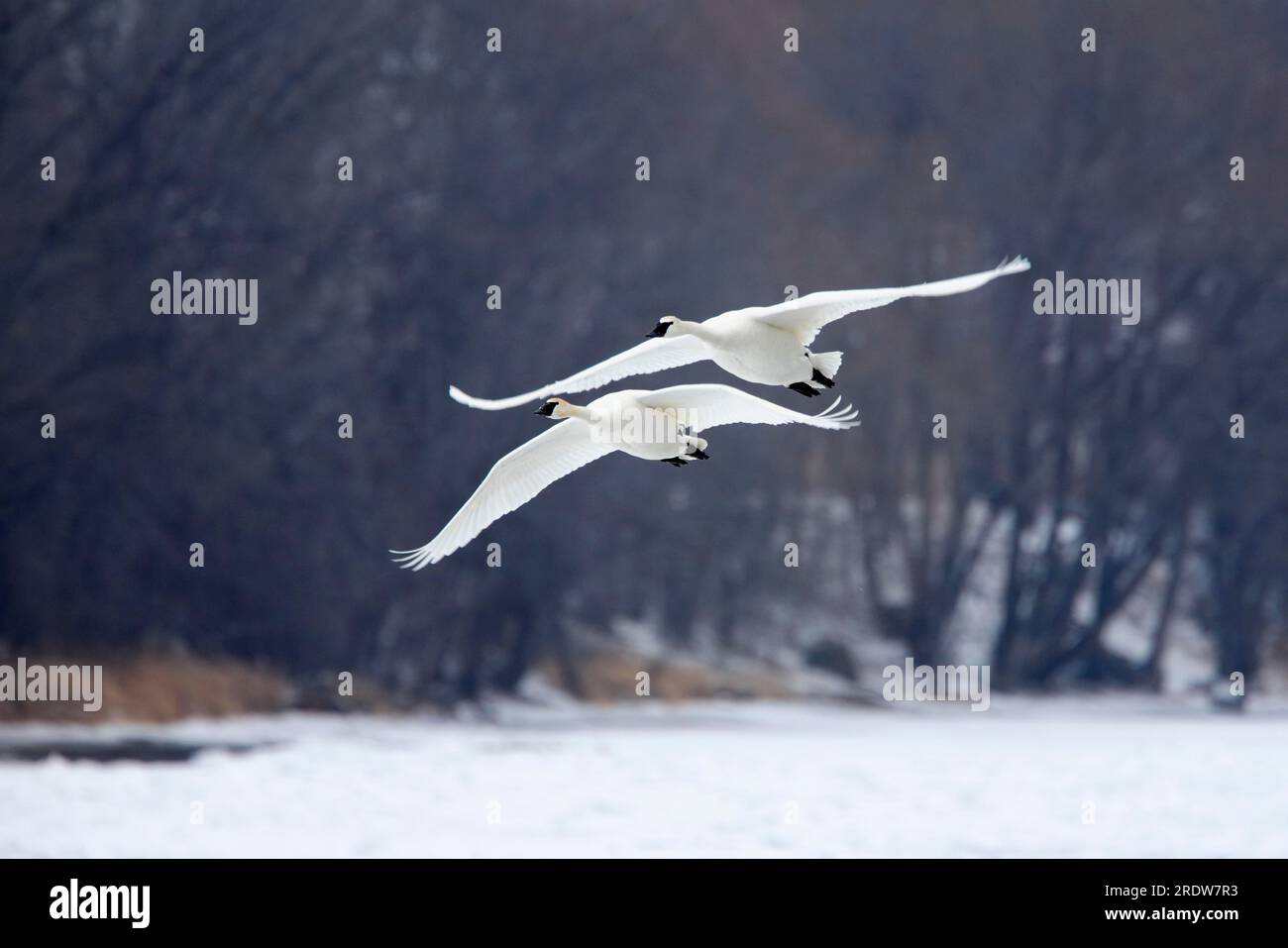 Trumpeter swans (Cygnus buccinator), Minnesota, USA Stock Photo - Alamy