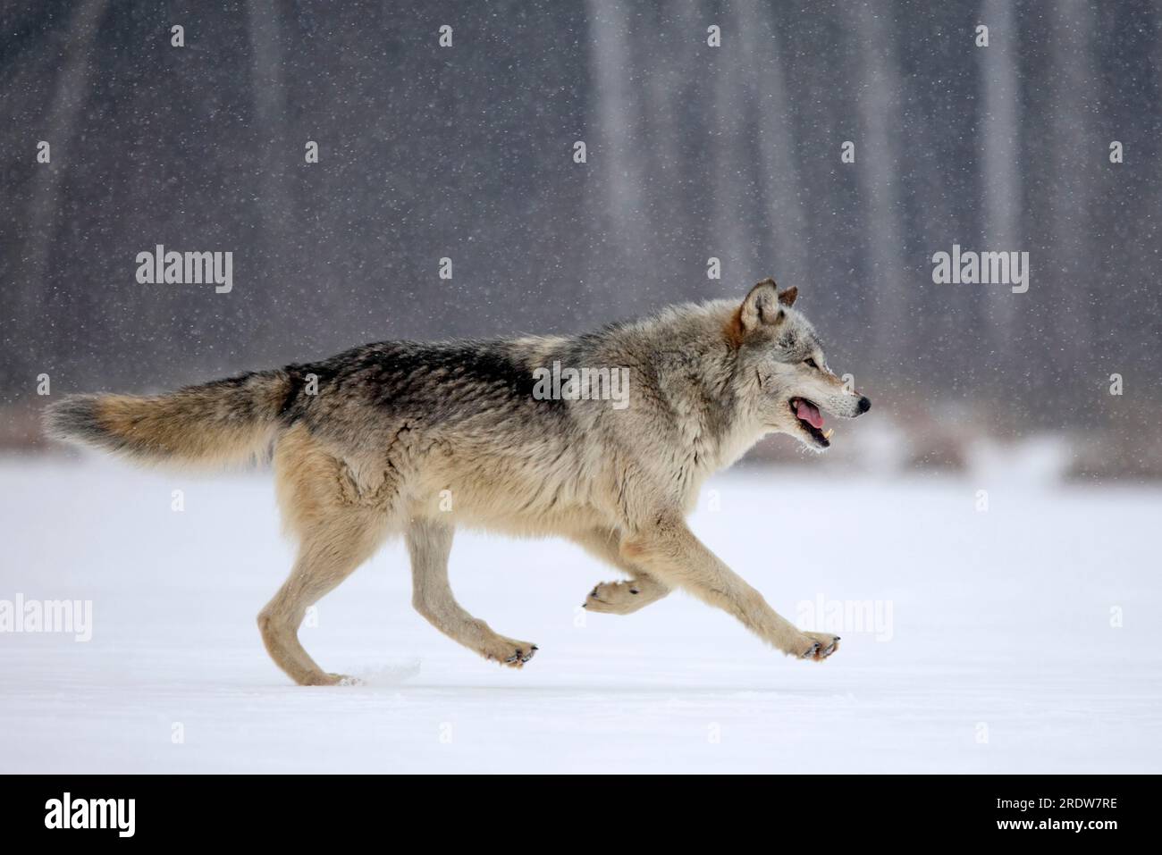 Gray wolf (Canis lupus), lateral, driving snow Stock Photo - Alamy