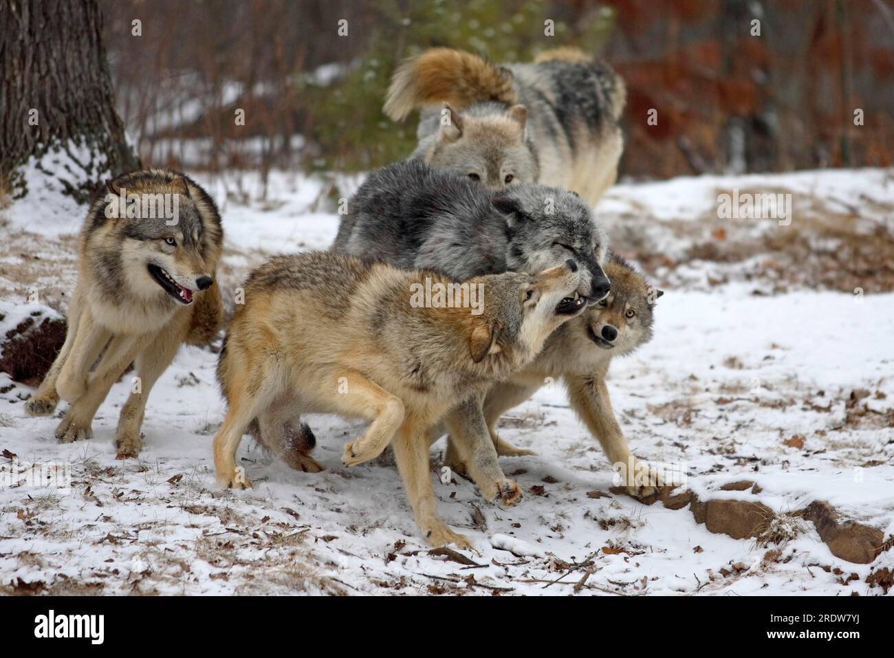 Gray wolves (Canis lupus), social behaviour Stock Photo - Alamy