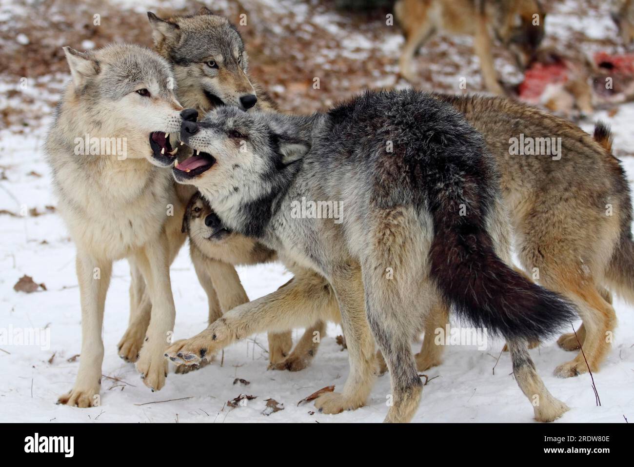 Gray wolves (Canis lupus), social behaviour Stock Photo - Alamy