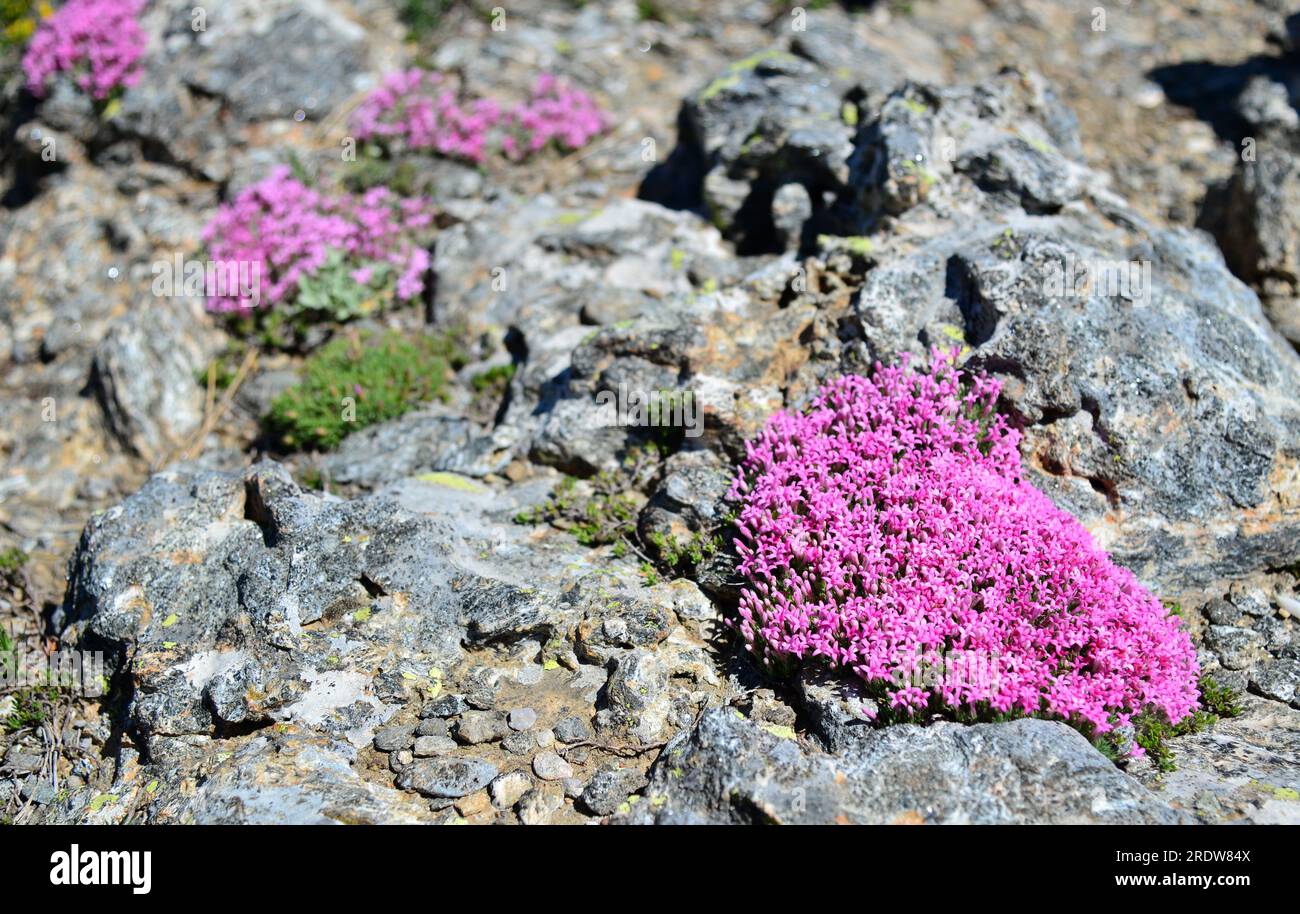 There are endemic plant species in Kaz Mountains in Balikesir, Turkey ...