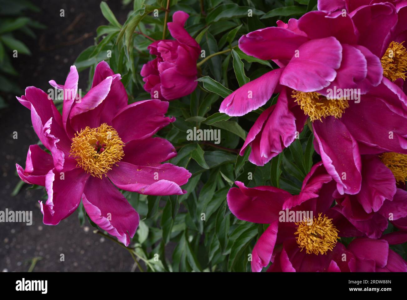 Large flowers of peonies in close-up. Light pink peony flowers Stock ...