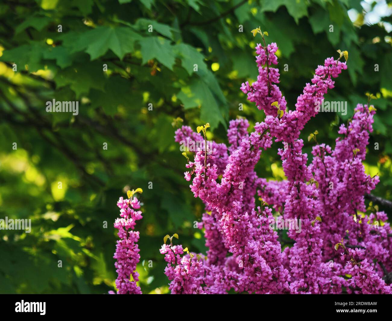 branches of redbud tree in the garden. nature background on a sunny day ...