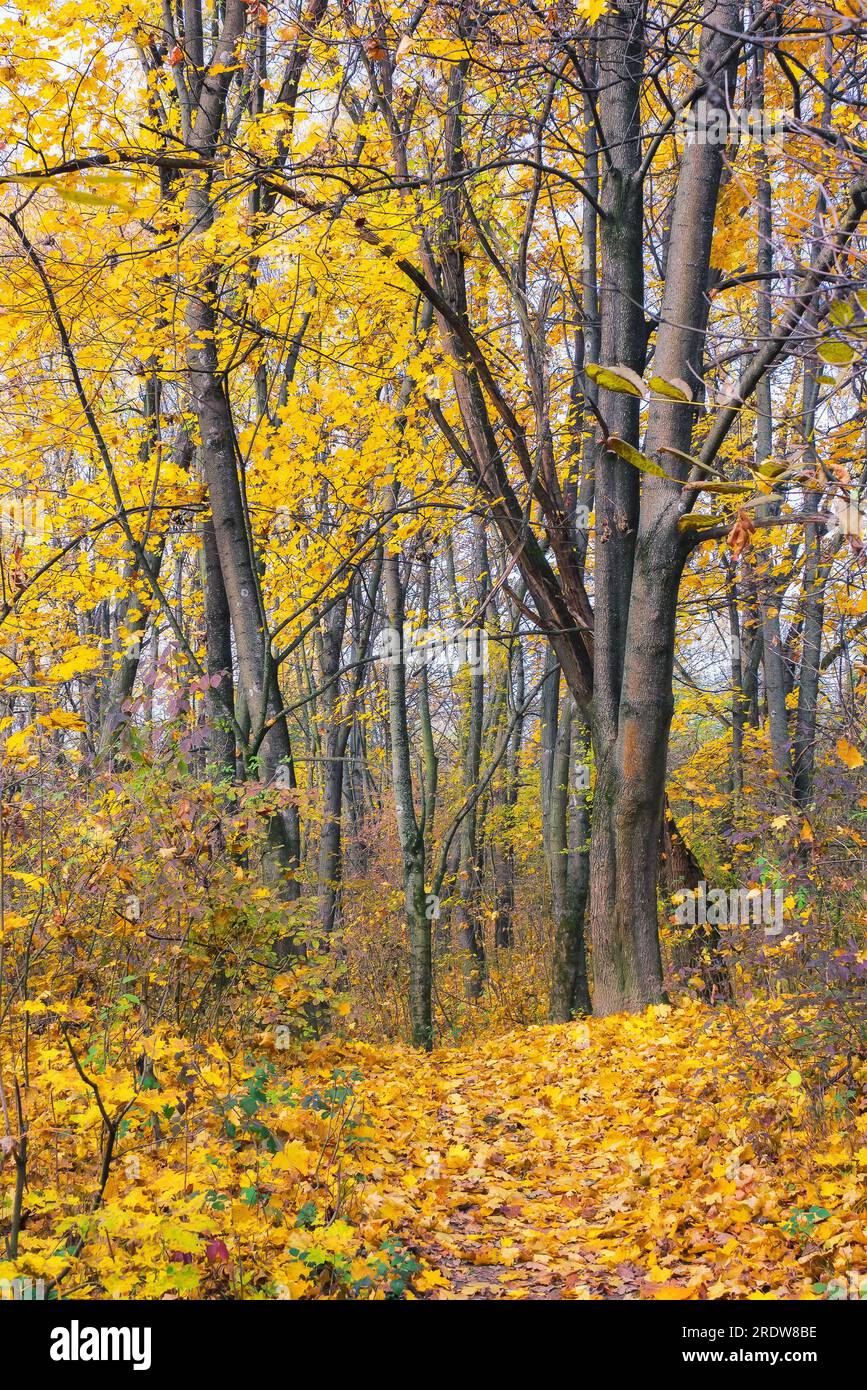park in carpathian deciduous forest. beautiful nature scenery in autumn ...