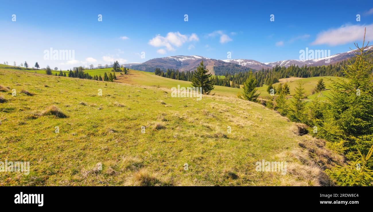 scenic countryside with grassy hills, trees, and mountains. carpathian ...