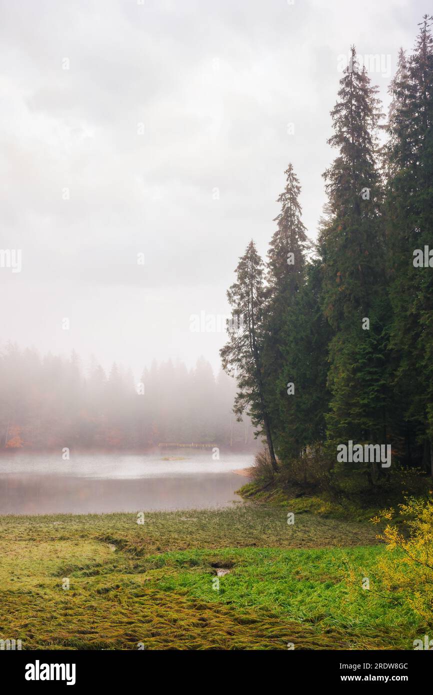 foggy autumn scenery with lake. forest reflection. gloomy weather Stock ...