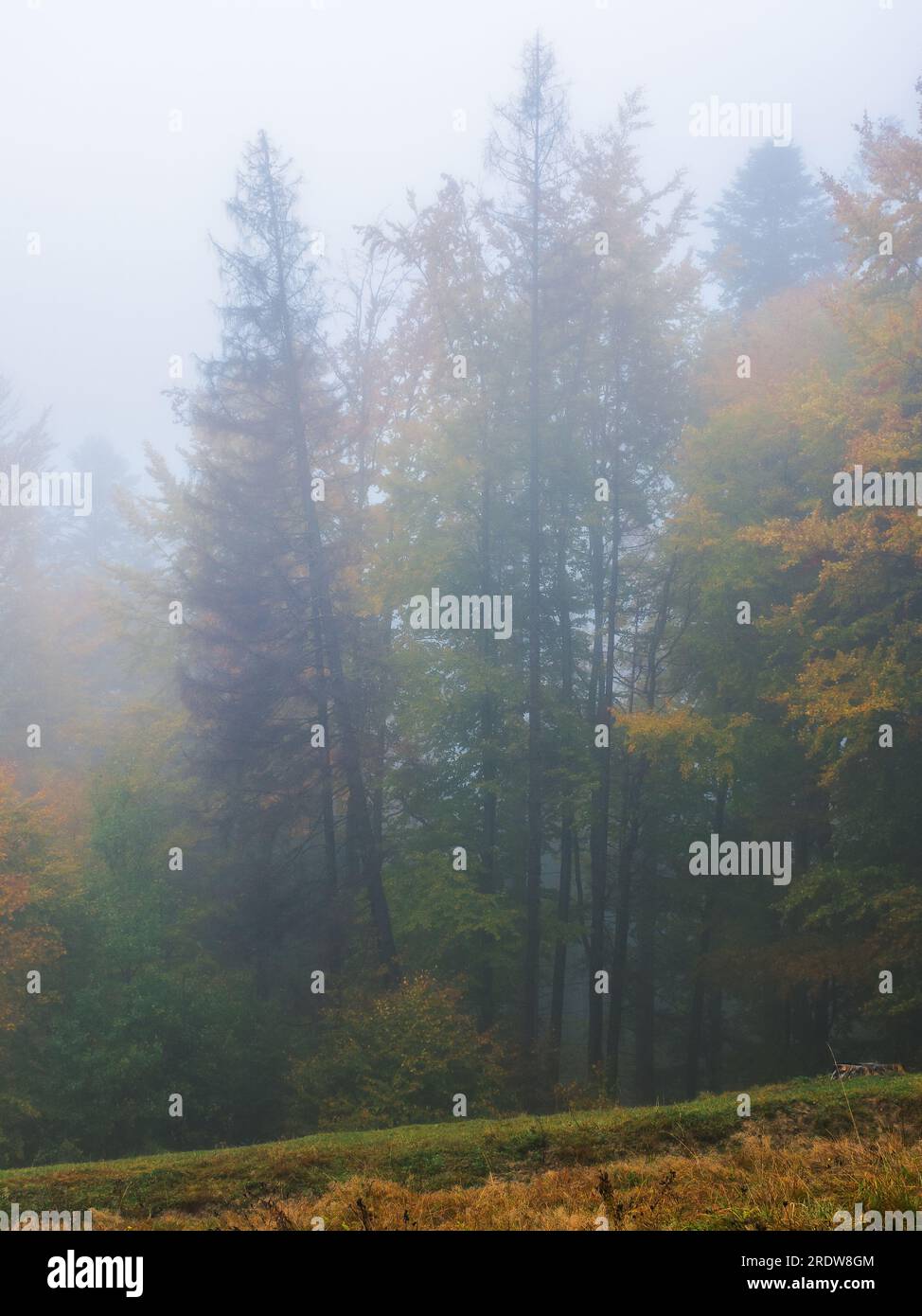 Foggy scenery hi-res stock photography and images - Alamy