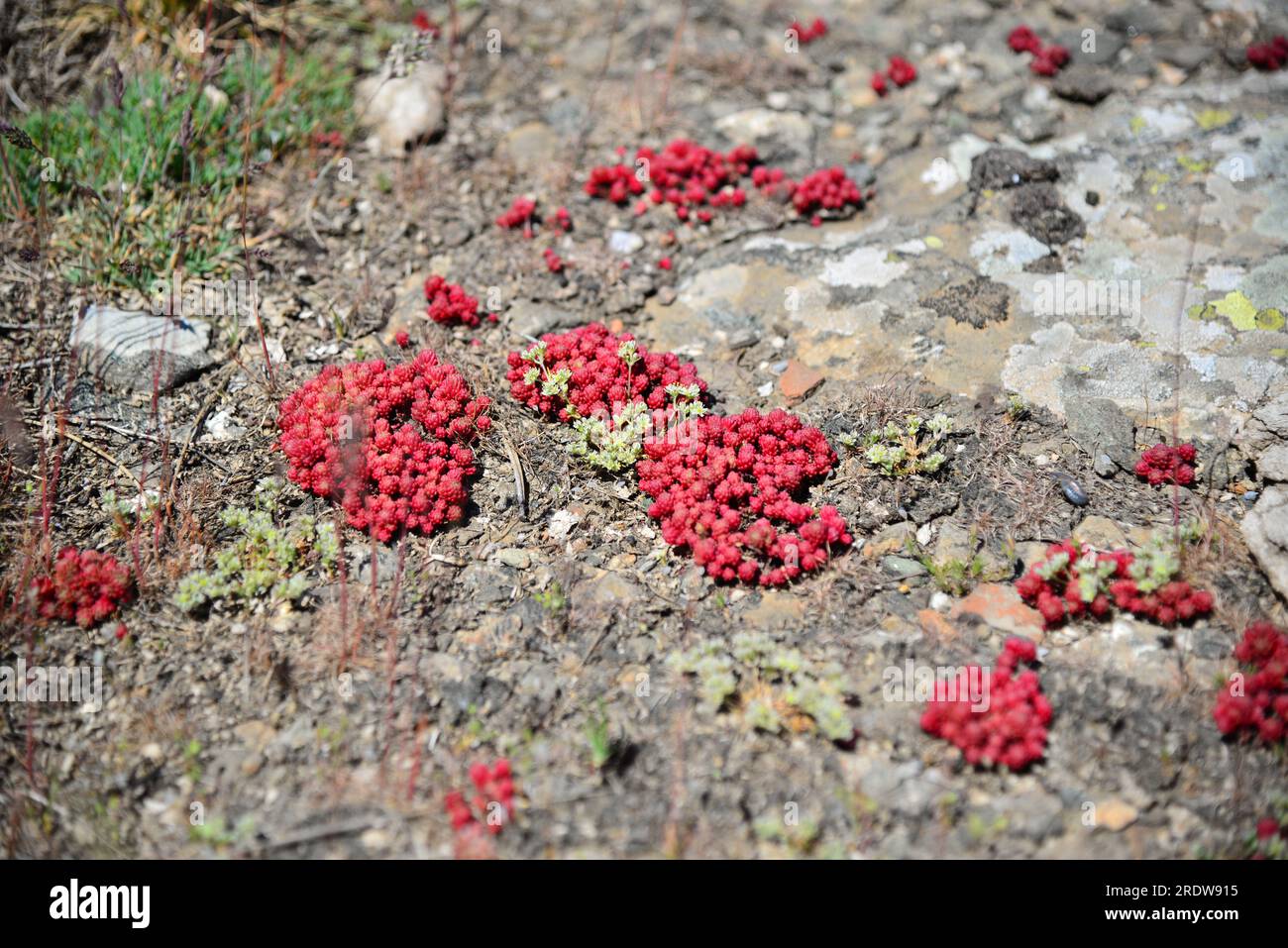There are endemic plant species in Kaz Mountains in Balikesir, Turkey ...