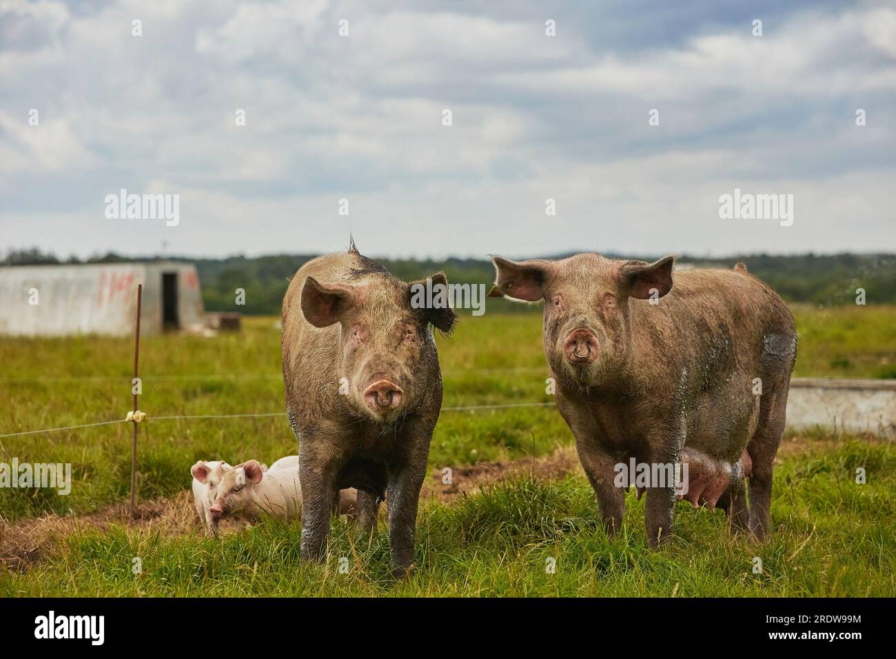 Eco pig farm in the field in Denmark Stock Photo - Alamy