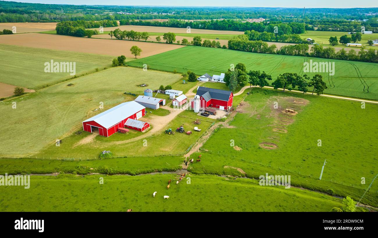 Aerial cows wandering around in green pasture with nearby red barn and ...