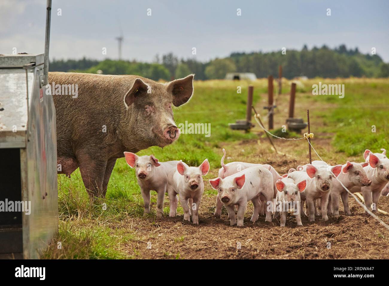 Eco pig farm in the field in Denmark Stock Photo - Alamy