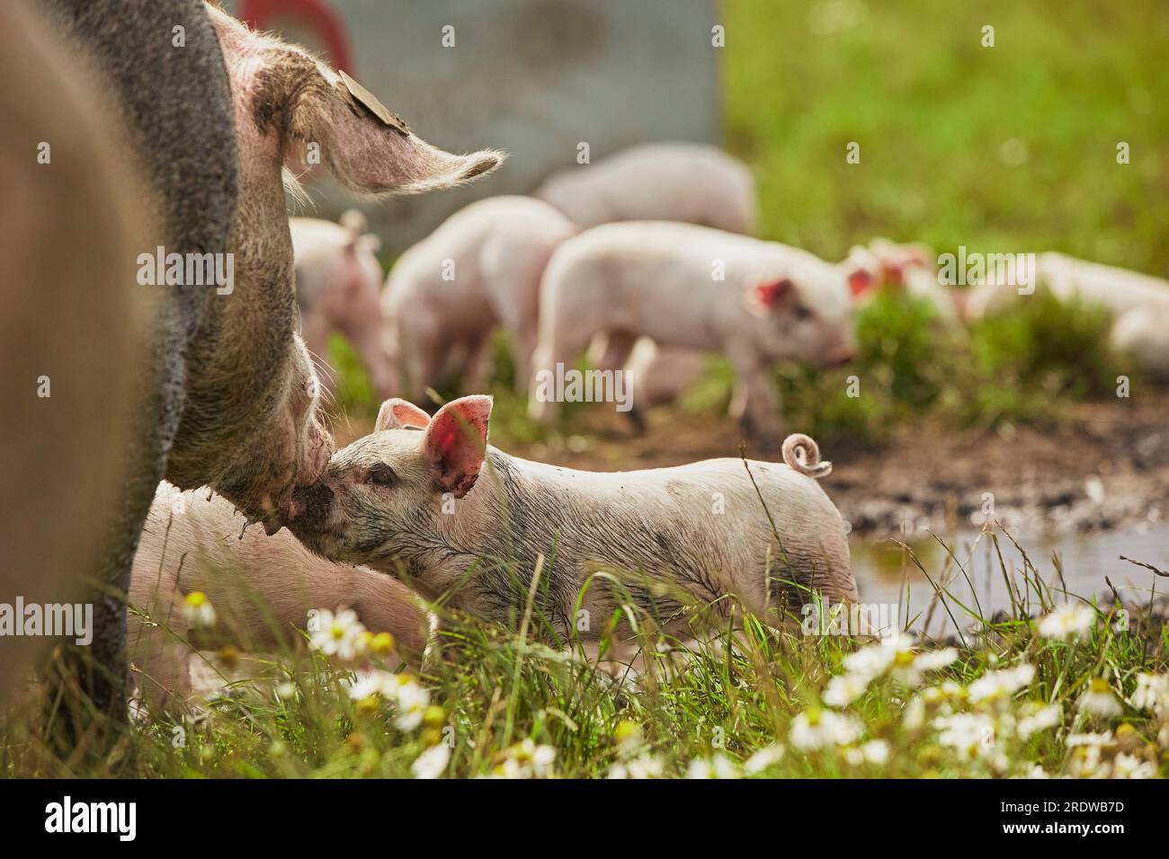 Eco pig farm in the field in Denmark. Sow kisses a piglet Stock Photo ...