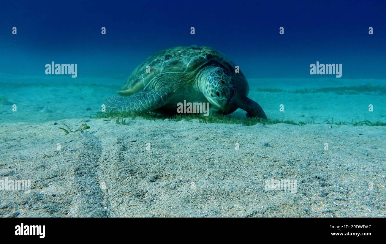 Big Green turtle , Green turtles are the largest of all sea turtles. A ...