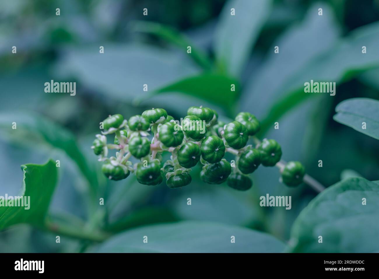Spontaneous fruit hi-res stock photography and images - Alamy