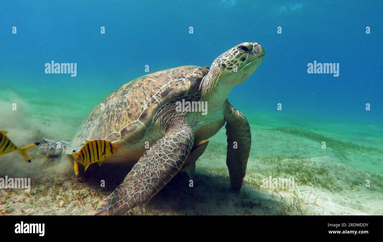 Big Green turtle , Green turtles are the largest of all sea turtles. A ...