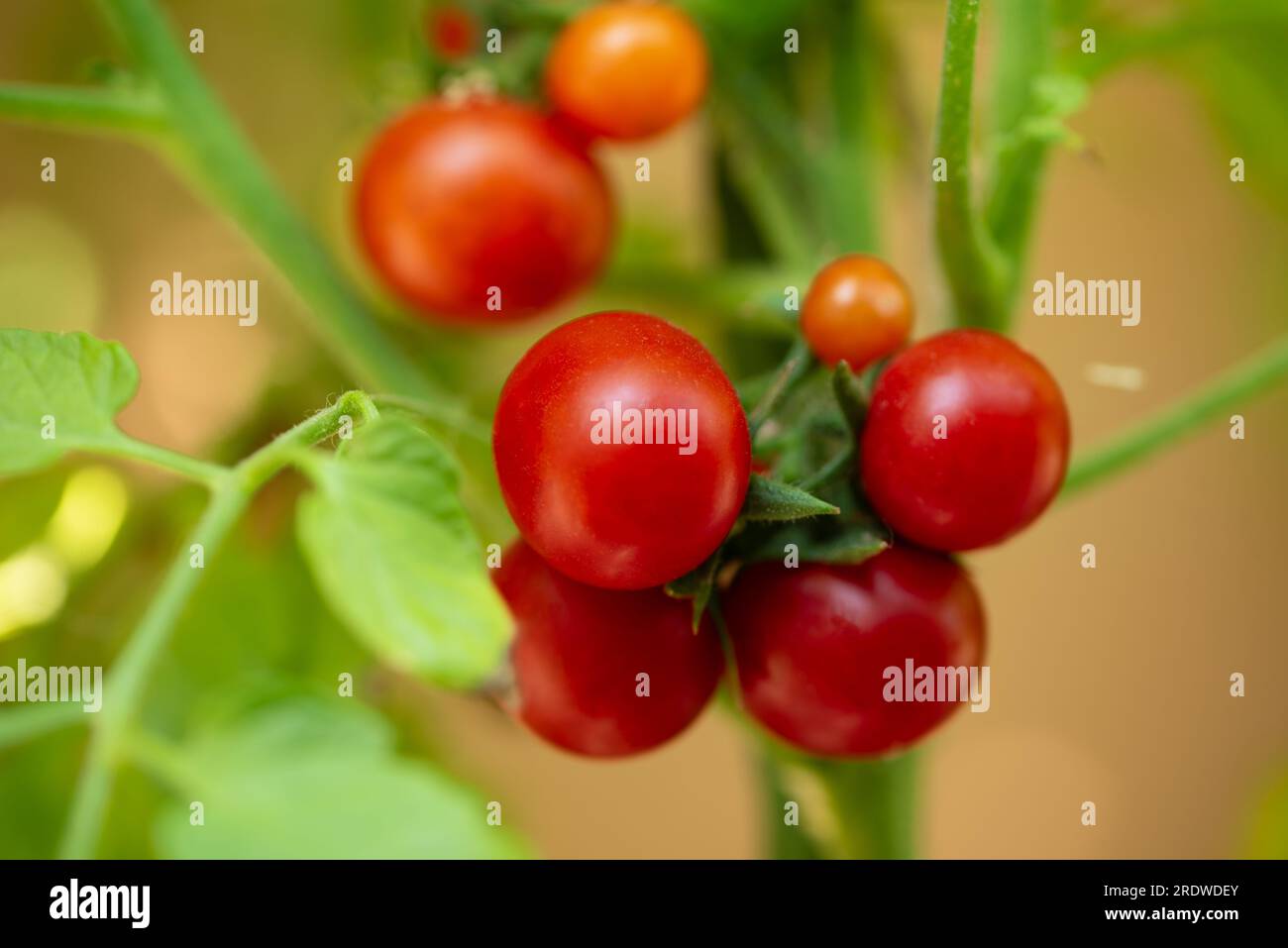 Cherry tomato plant hi-res stock photography and images - Alamy