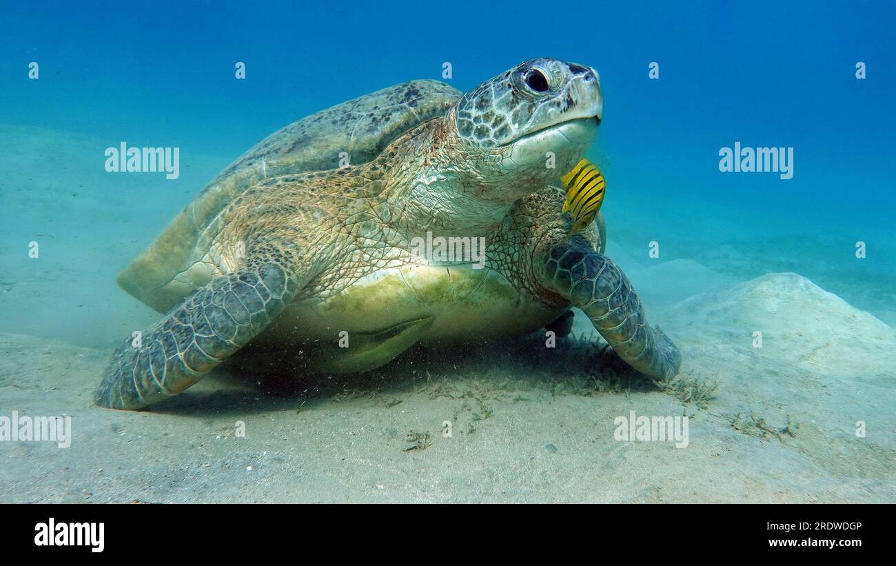 Big Green turtle , Green turtles are the largest of all sea turtles. A ...