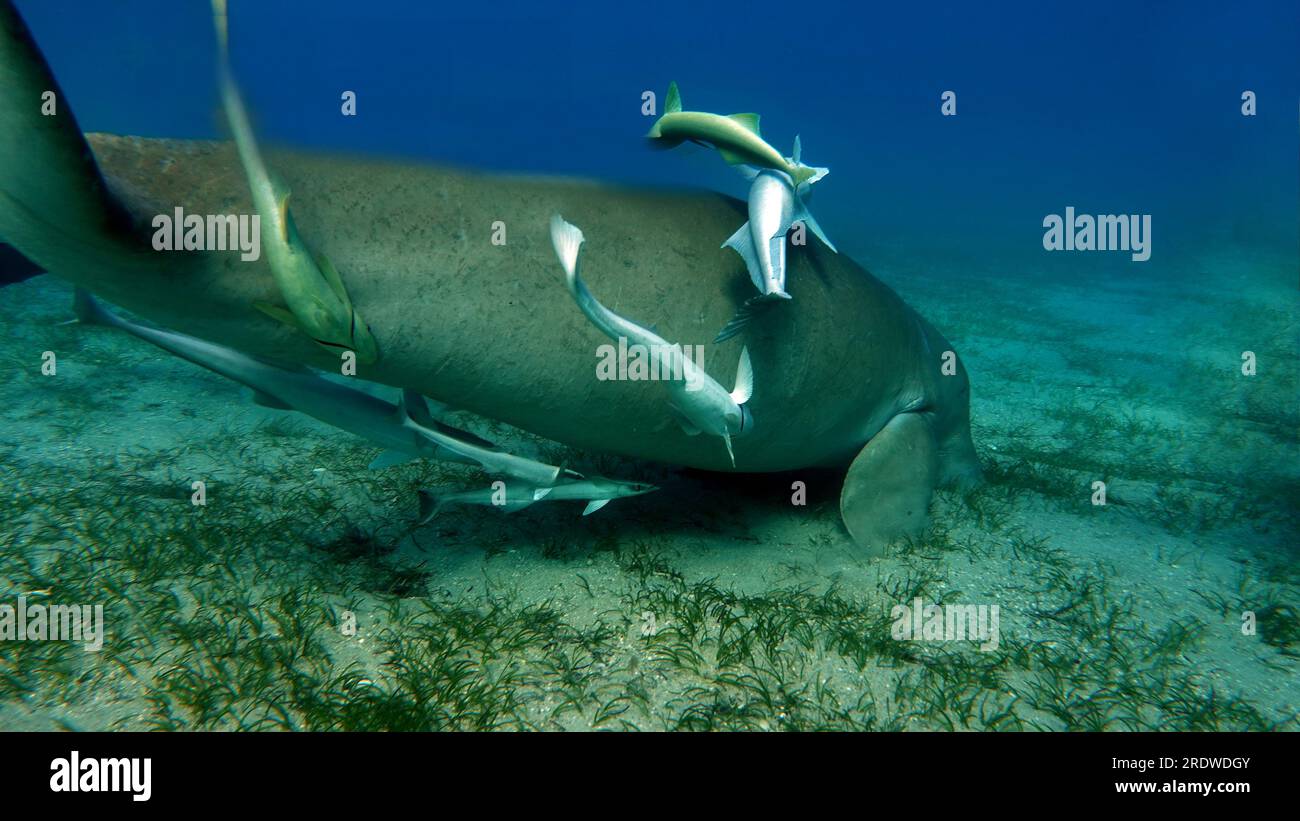 Dugong (dugong dugon) or seacow in the Red Sea. Dugong. Baby dugong ...