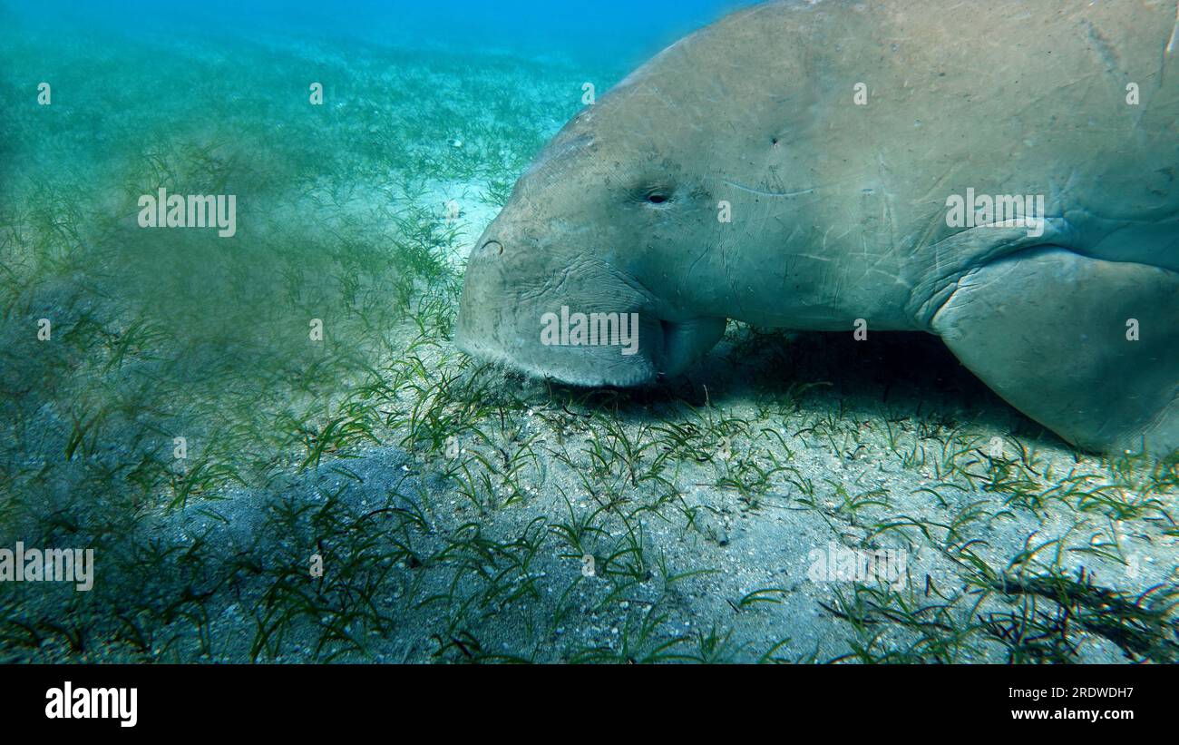 Dugong (dugong dugon) or seacow in the Red Sea. Dugong. Baby dugong ...