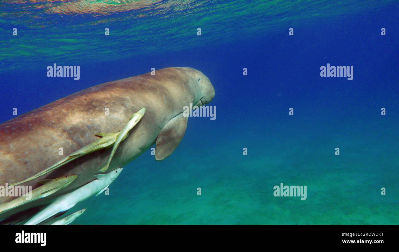 Dugong (dugong dugon) or seacow in the Red Sea. Dugong. Baby dugong ...