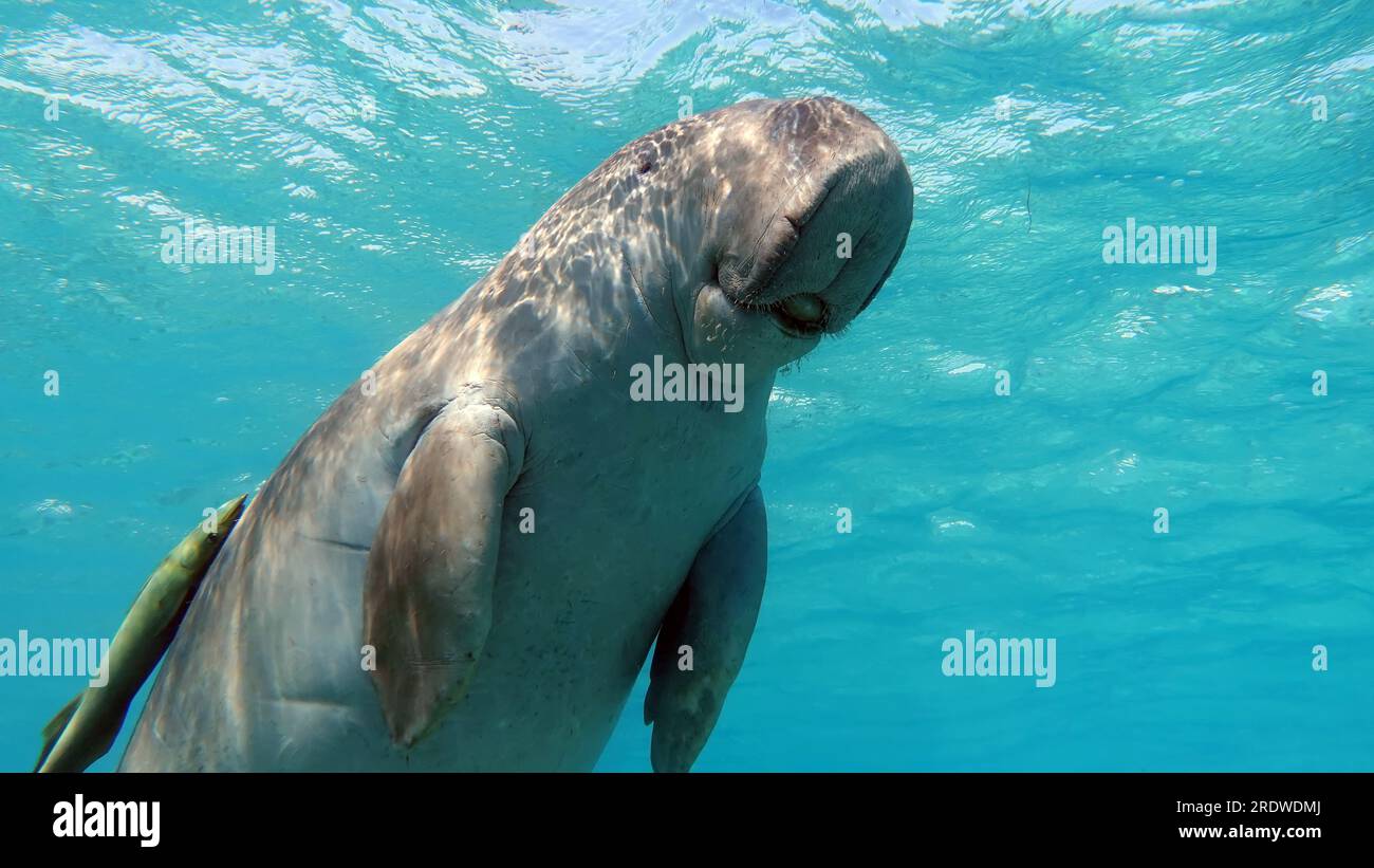 Dugong (dugong dugon) or seacow in the Red Sea. Dugong. Baby dugong ...