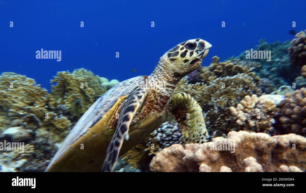 Sea turtles . Great Reef Turtle .Bissa. Hawksbill sea turtle (CR ...