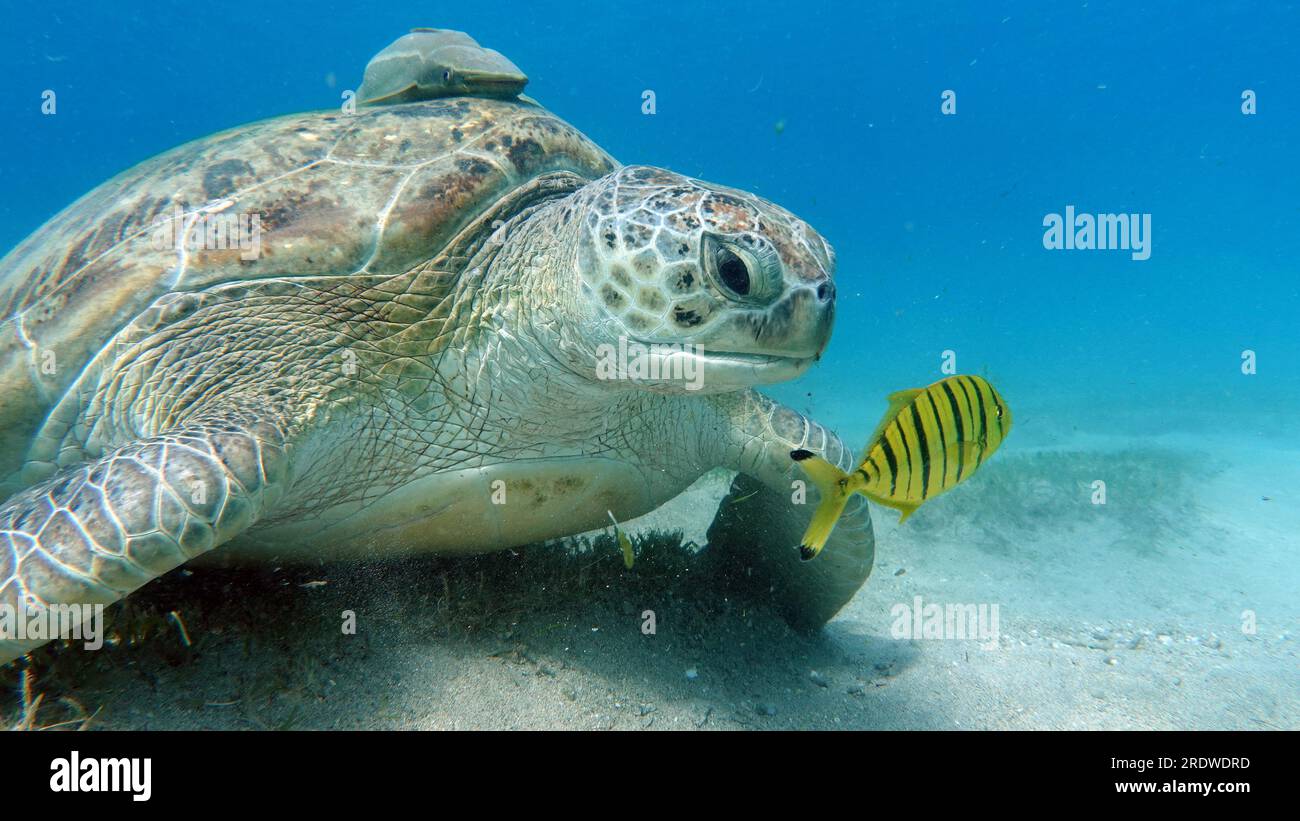 Big Green turtle , Green turtles are the largest of all sea turtles. A ...