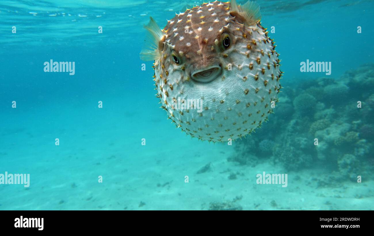 Fish hedgehog. Yellow-spotted cyclicht - grows up to 34 cm, feeds on ...