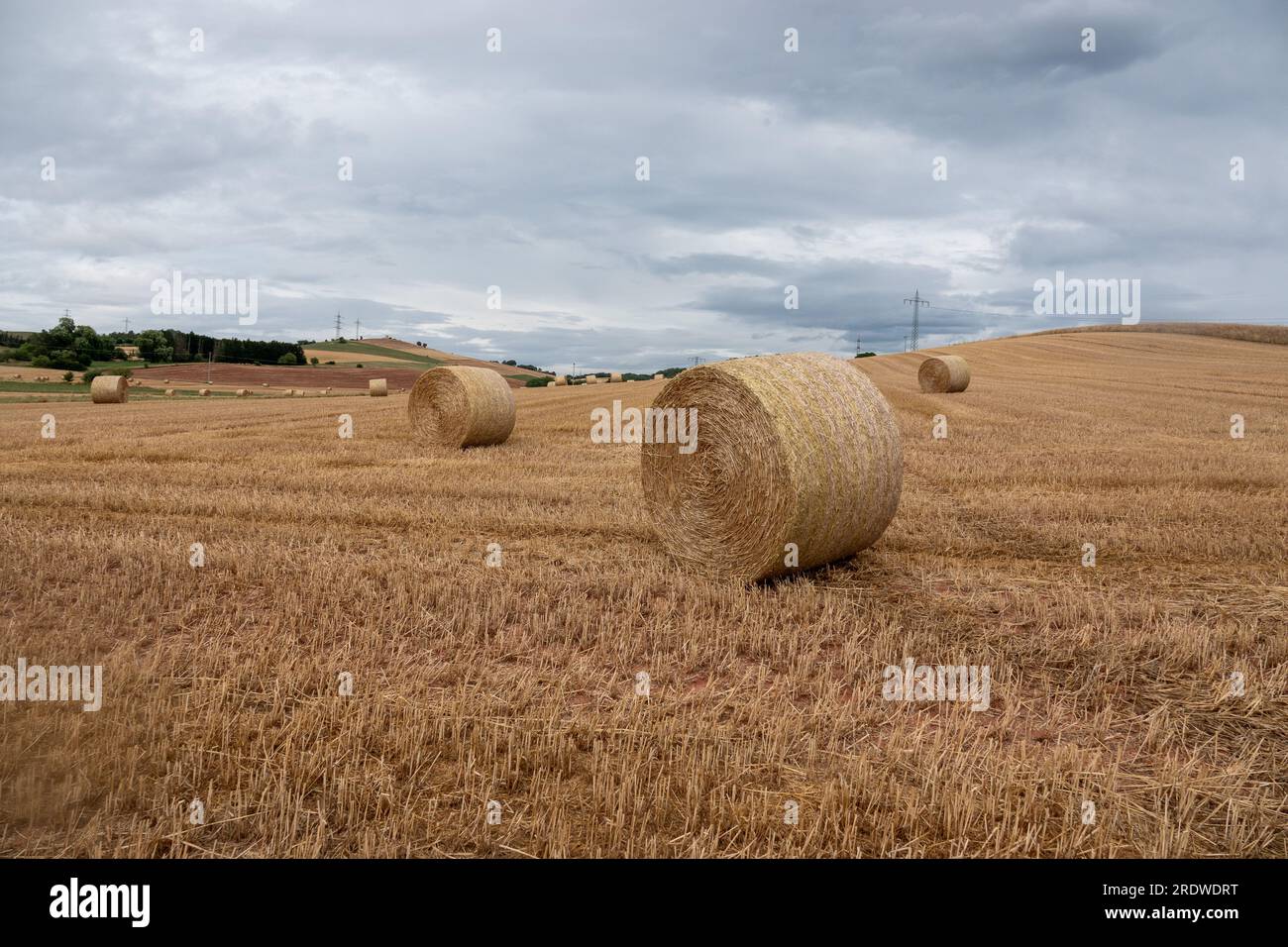 hay bales in the grain field Stock Photo - Alamy