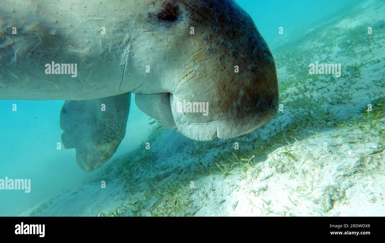 Dugong (dugong dugon) or seacow in the Red Sea. Dugong. Baby dugong ...