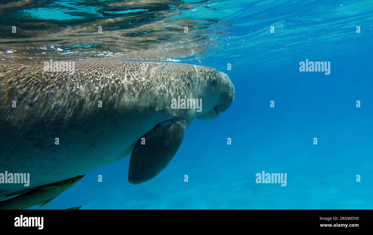 Dugong (dugong dugon) or seacow in the Red Sea. Dugong. Baby dugong ...