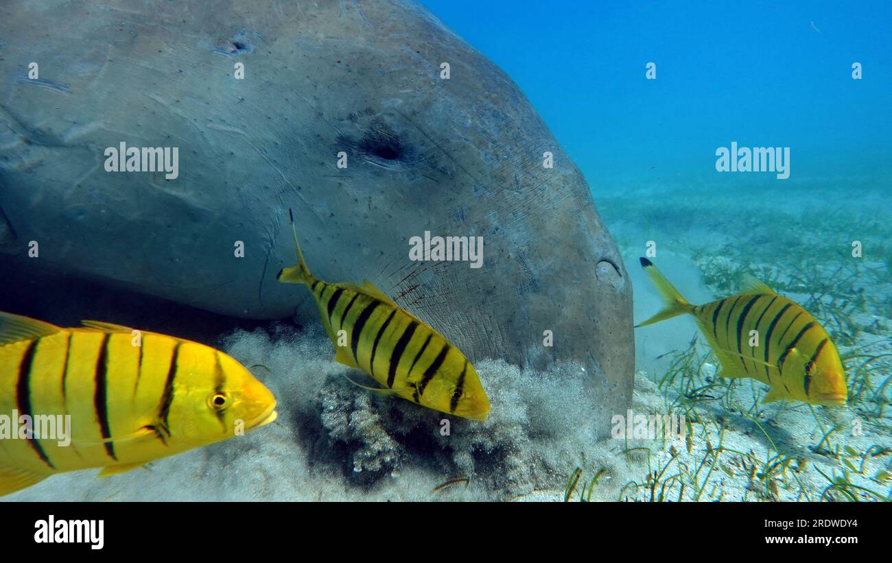 Dugong (dugong dugon) or seacow in the Red Sea. Dugong. Baby dugong ...