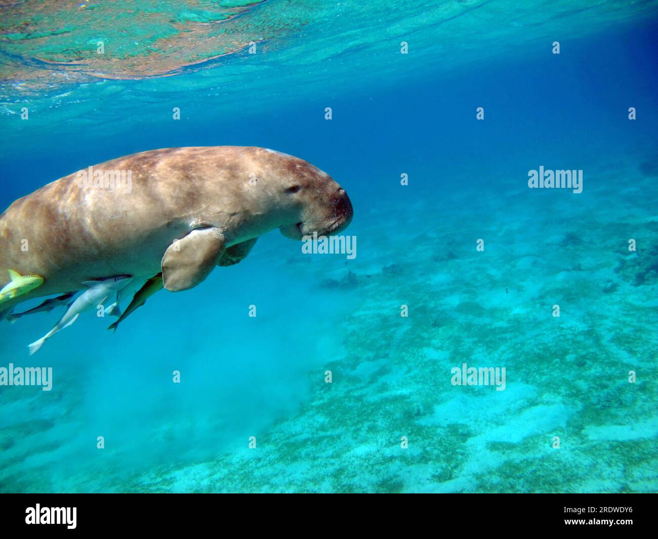 Dugong (dugong dugon) or seacow in the Red Sea. Dugong. Baby dugong ...