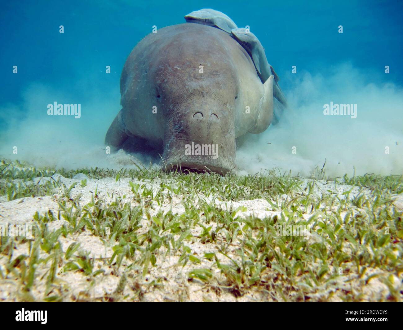 Dugong (dugong dugon) or seacow in the Red Sea. Dugong. Baby dugong ...
