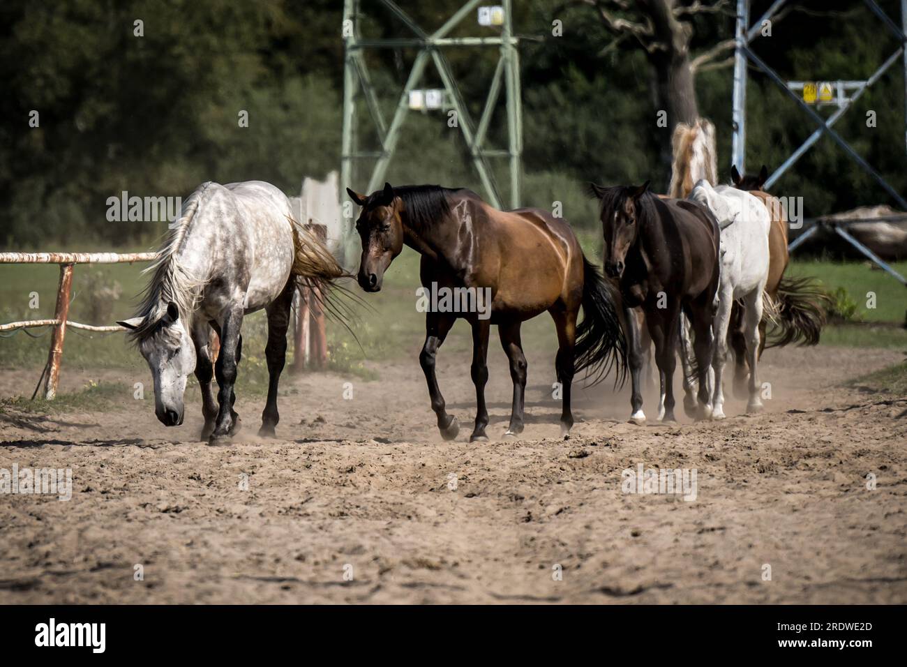 beautiful horses in a stud farm Stock Photo - Alamy