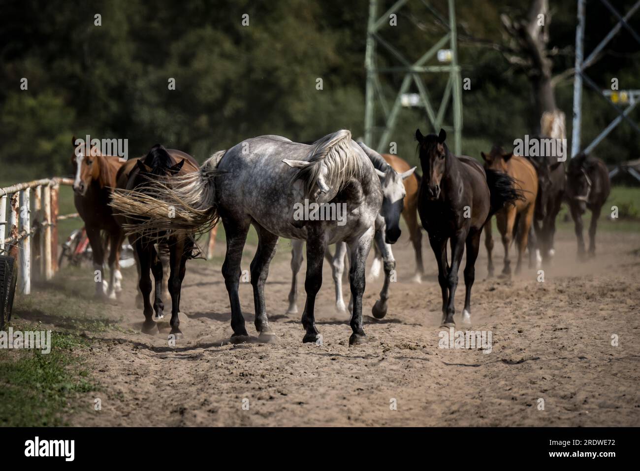 beautiful horses in a stud farm Stock Photo - Alamy