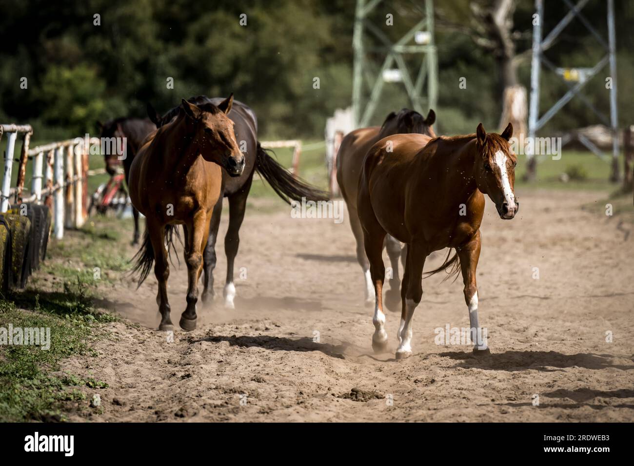 beautiful horses in a stud farm Stock Photo - Alamy