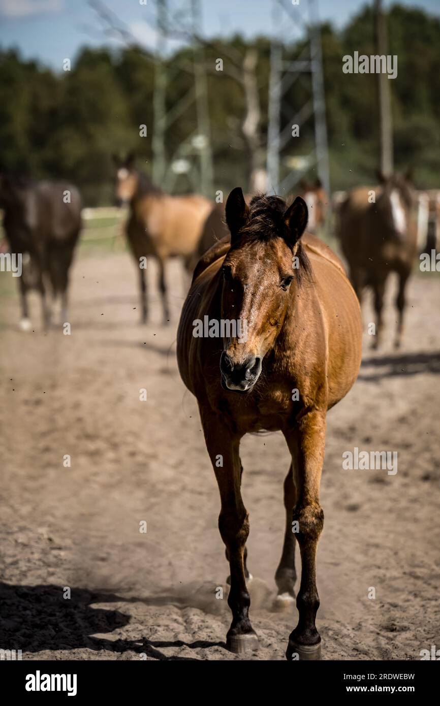 Studfarm hi-res stock photography and images - Alamy