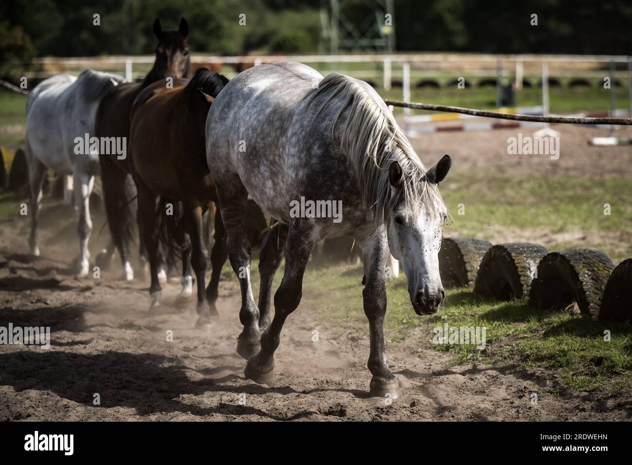 beautiful horses in a stud farm Stock Photo - Alamy