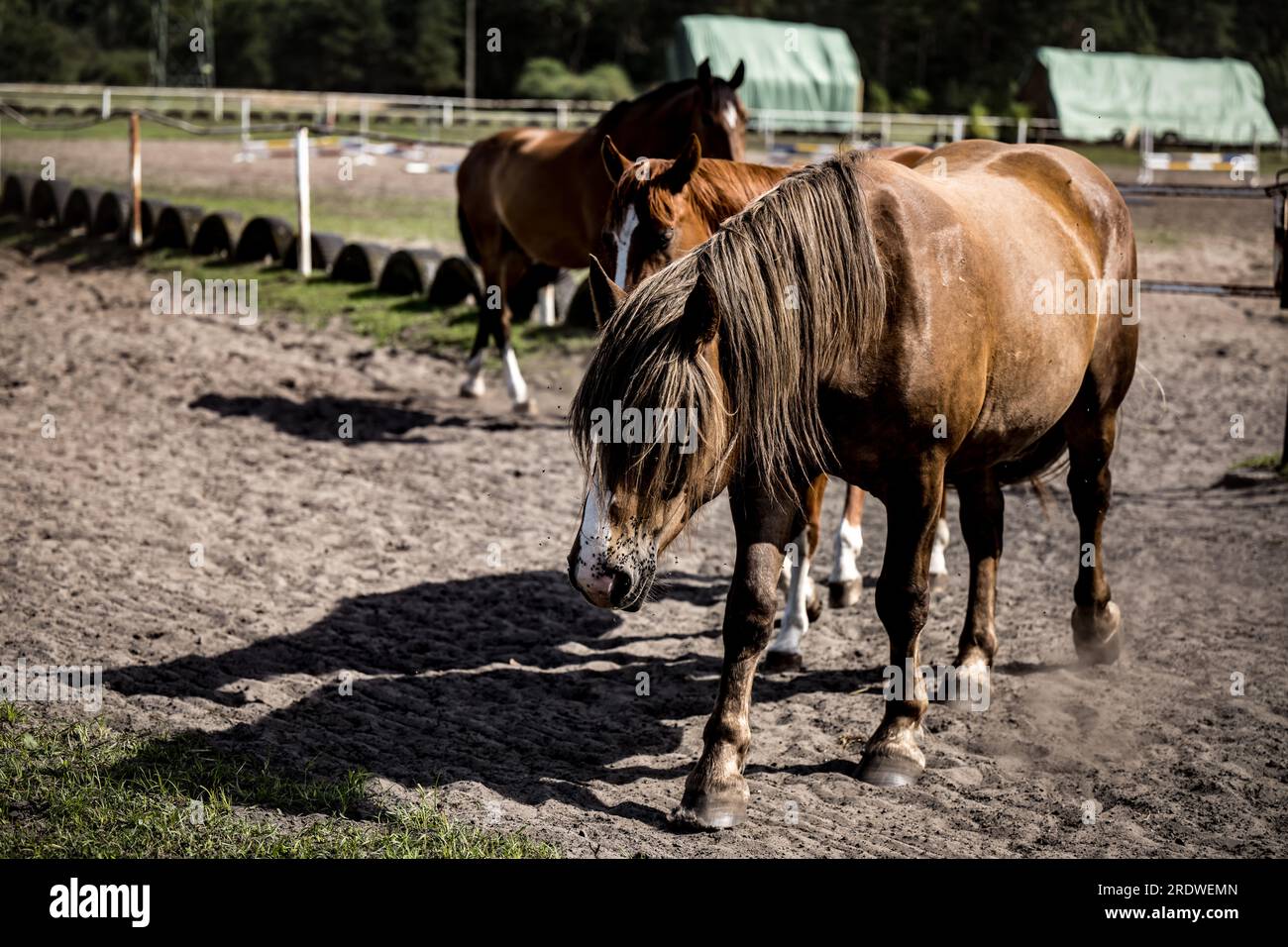 beautiful horses in a stud farm Stock Photo - Alamy