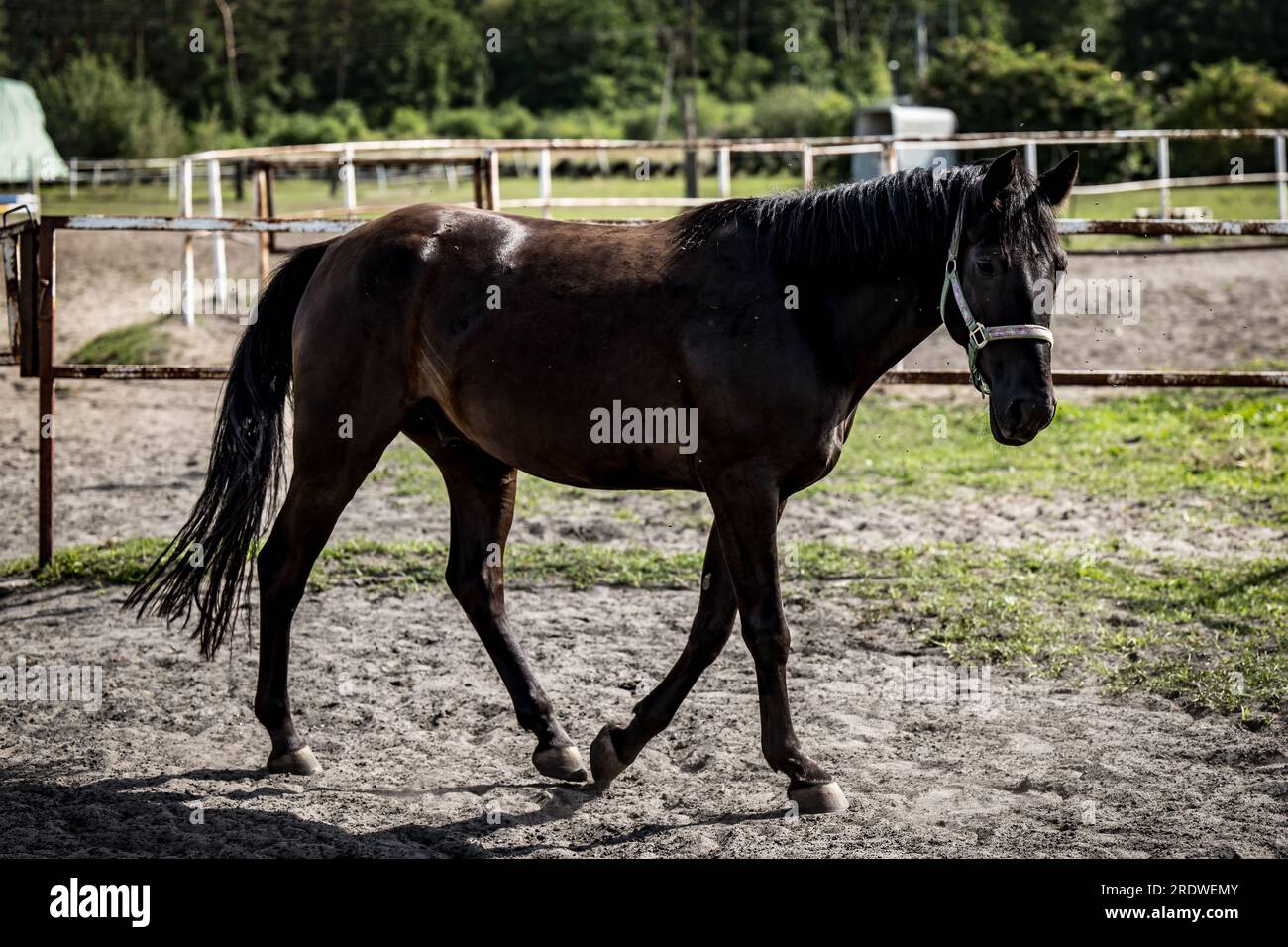 Studfarm hi-res stock photography and images - Alamy