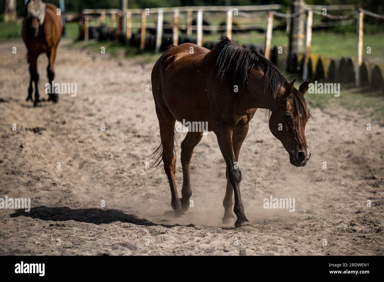 beautiful horses in a stud farm Stock Photo - Alamy
