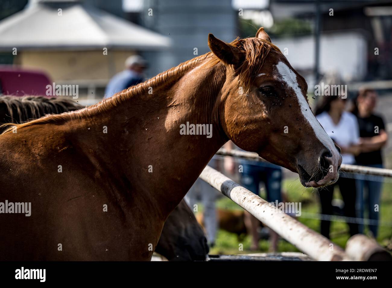 Studfarm hi-res stock photography and images - Alamy