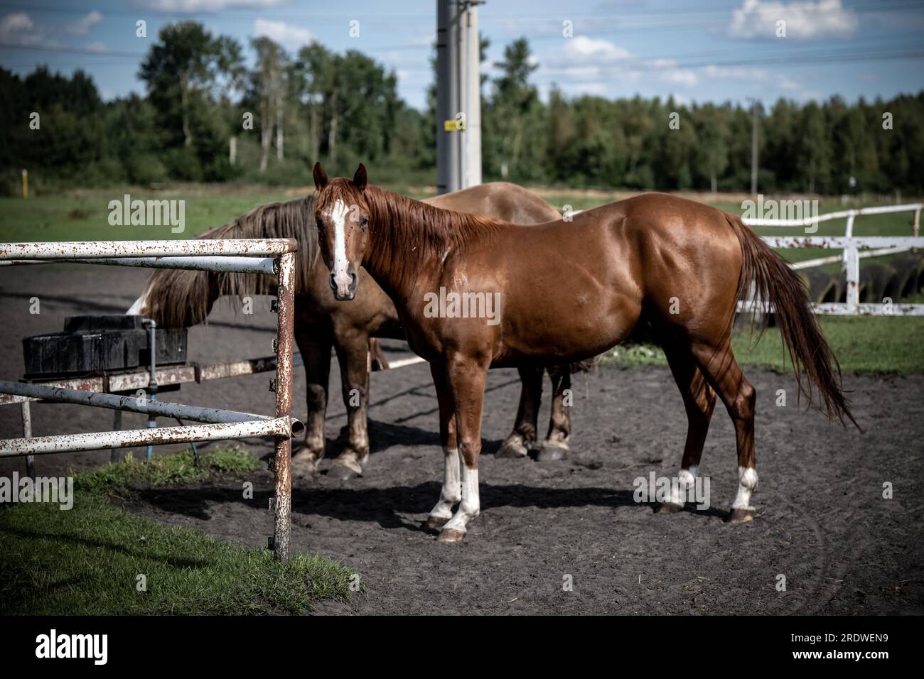 beautiful horses in a stud farm Stock Photo - Alamy