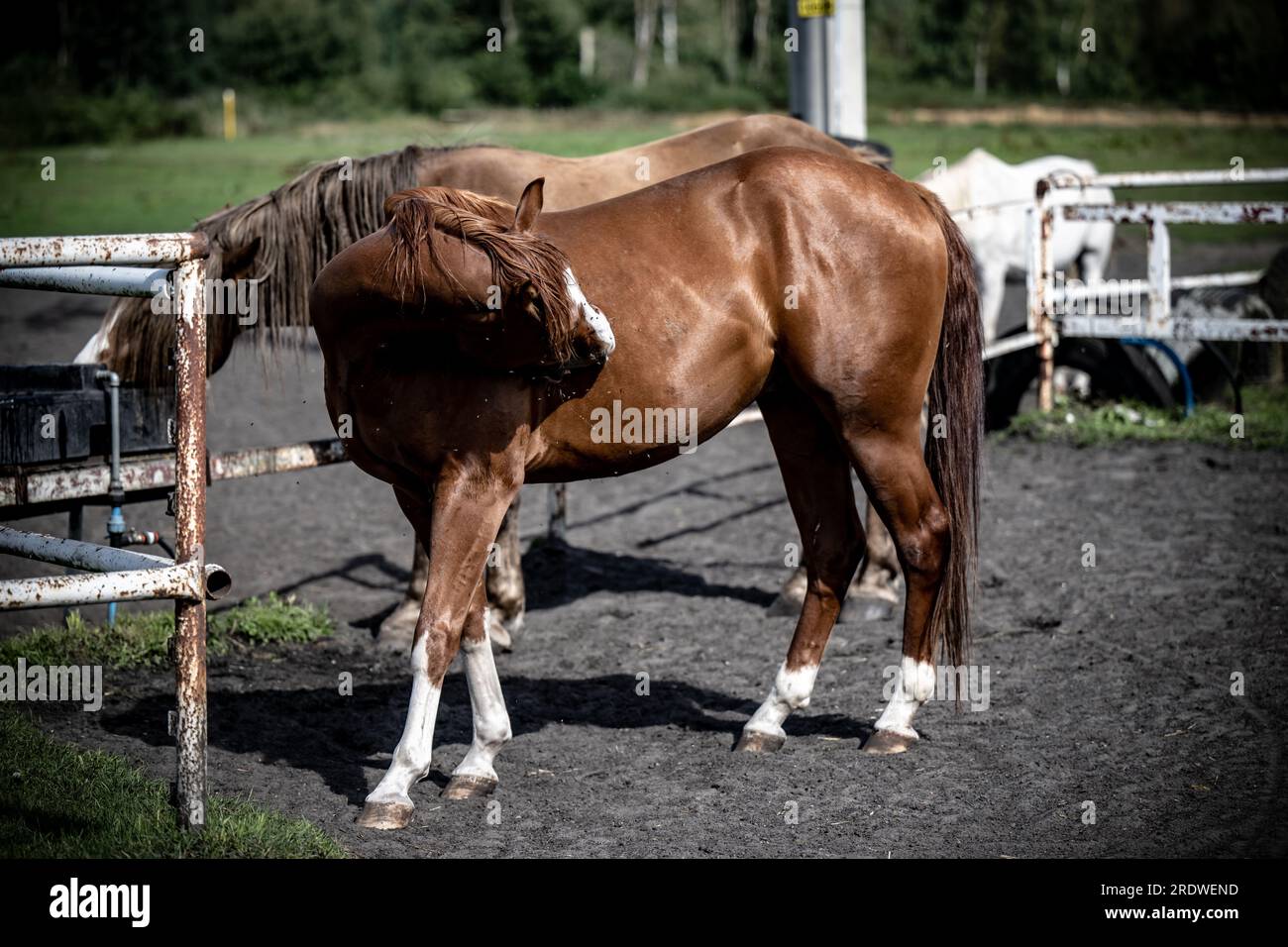 beautiful horses in a stud farm Stock Photo - Alamy